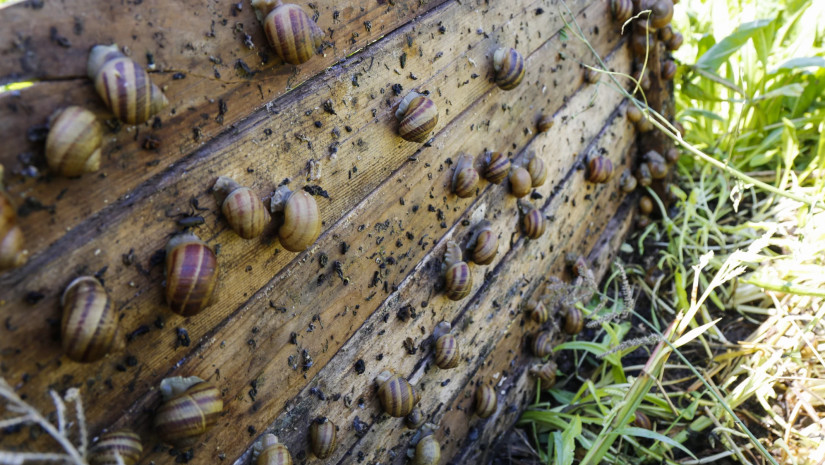 Snail Farming Thrives in Sighnaghi, Georgia, Boosting Export Opportunities